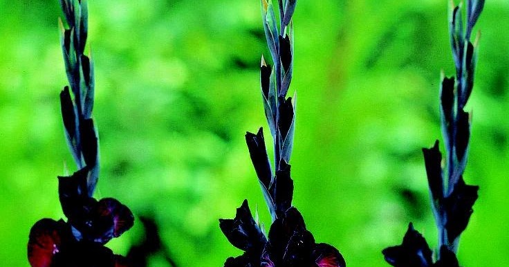 Flowers Gardens: Black Star Gladiolus