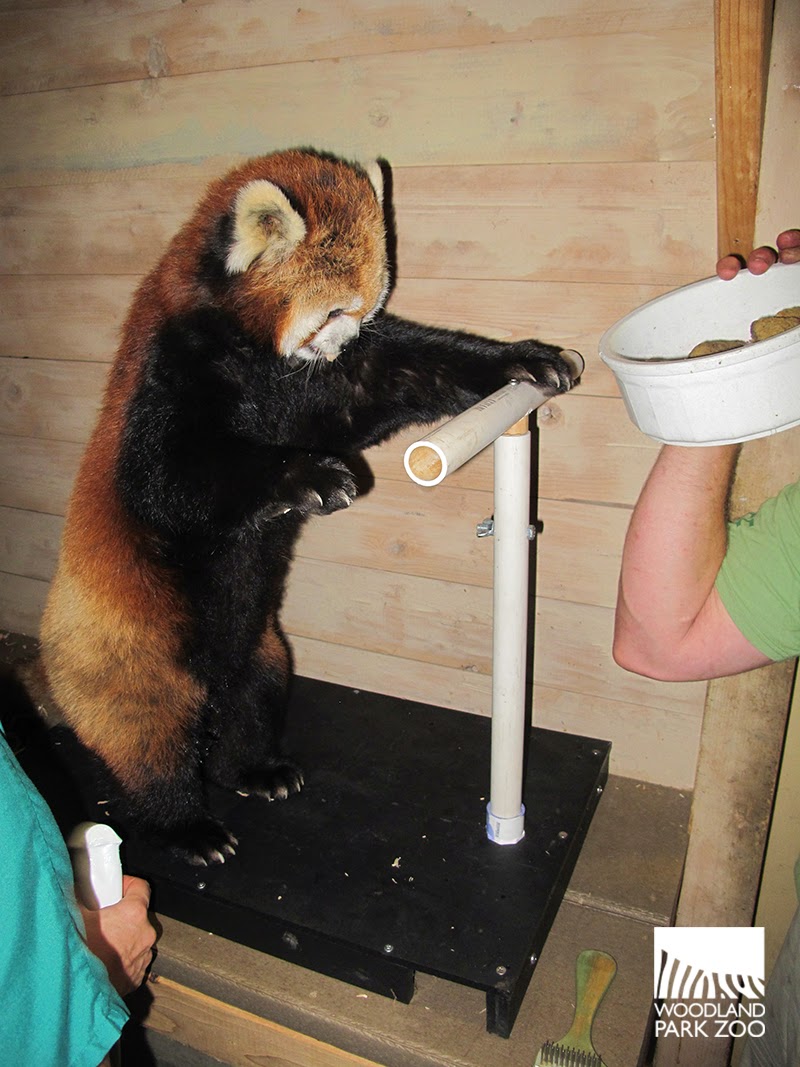 How do you give an ultrasound exam to a red panda?