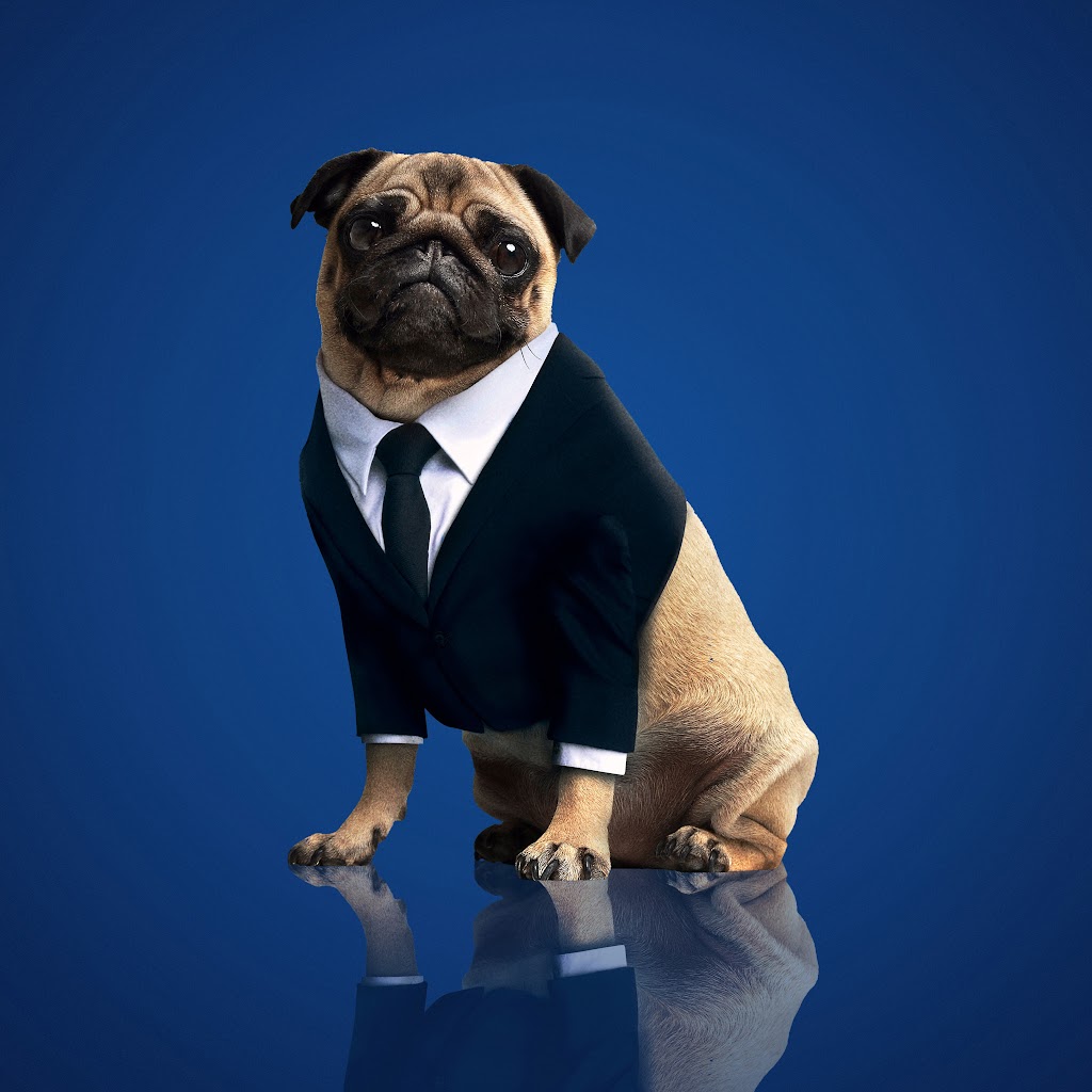 Men in Black: International, Frank the Pug, 8K, #14 Wallpaper PC Desktop
