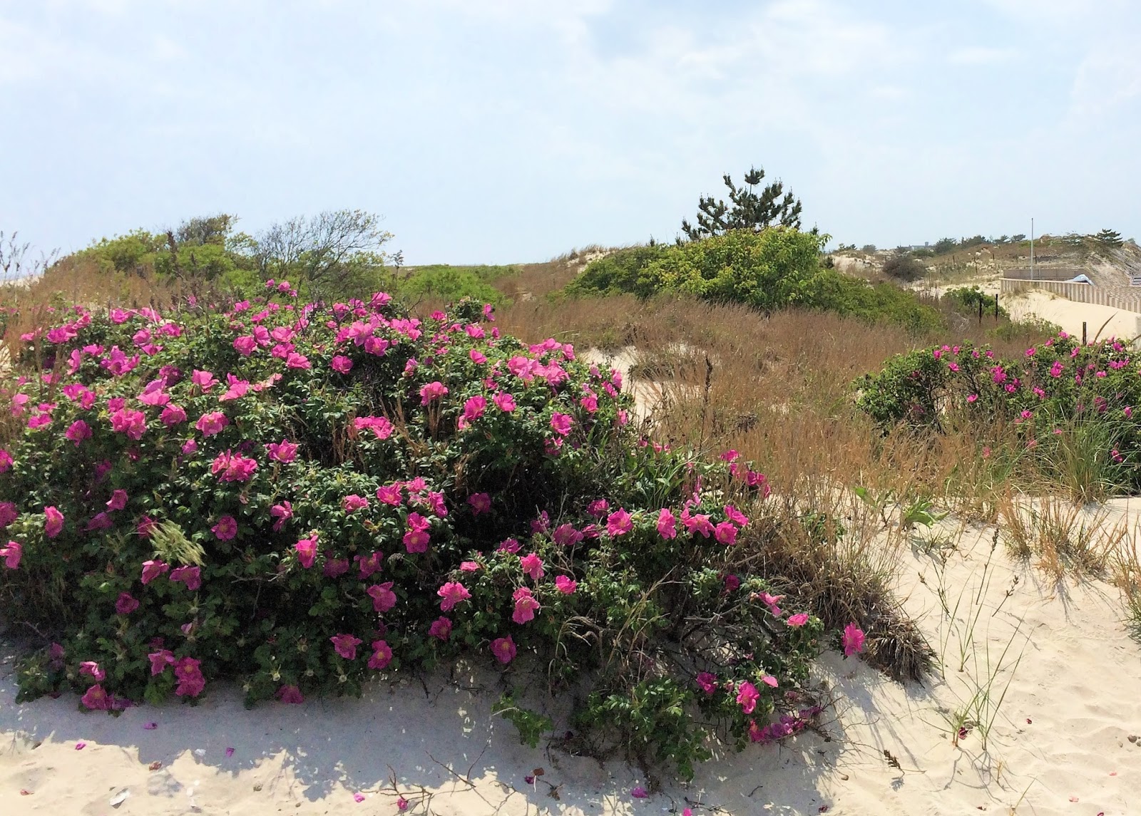 Gone To The Beach: June ~ Beach Roses