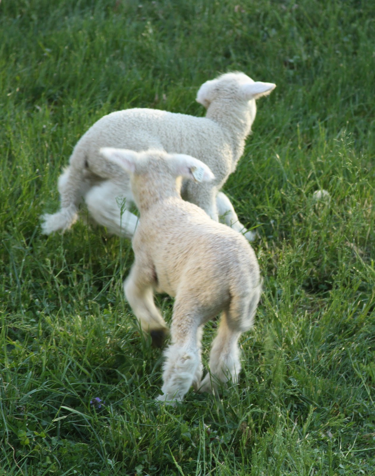 losing sleep counting sheep: lambs at play