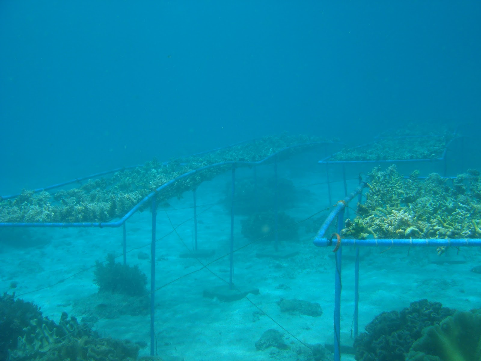 Southern Leyte Enviromental Issues: Filipinnovation of Coral Reef ...