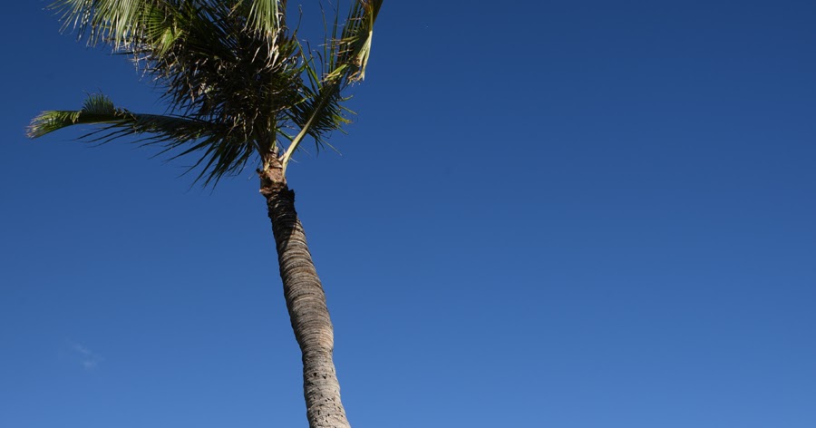 Oahu Photos: Under the Coconut Tree