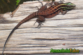 Amazoniatube: CALANGO AMAZÔNICO