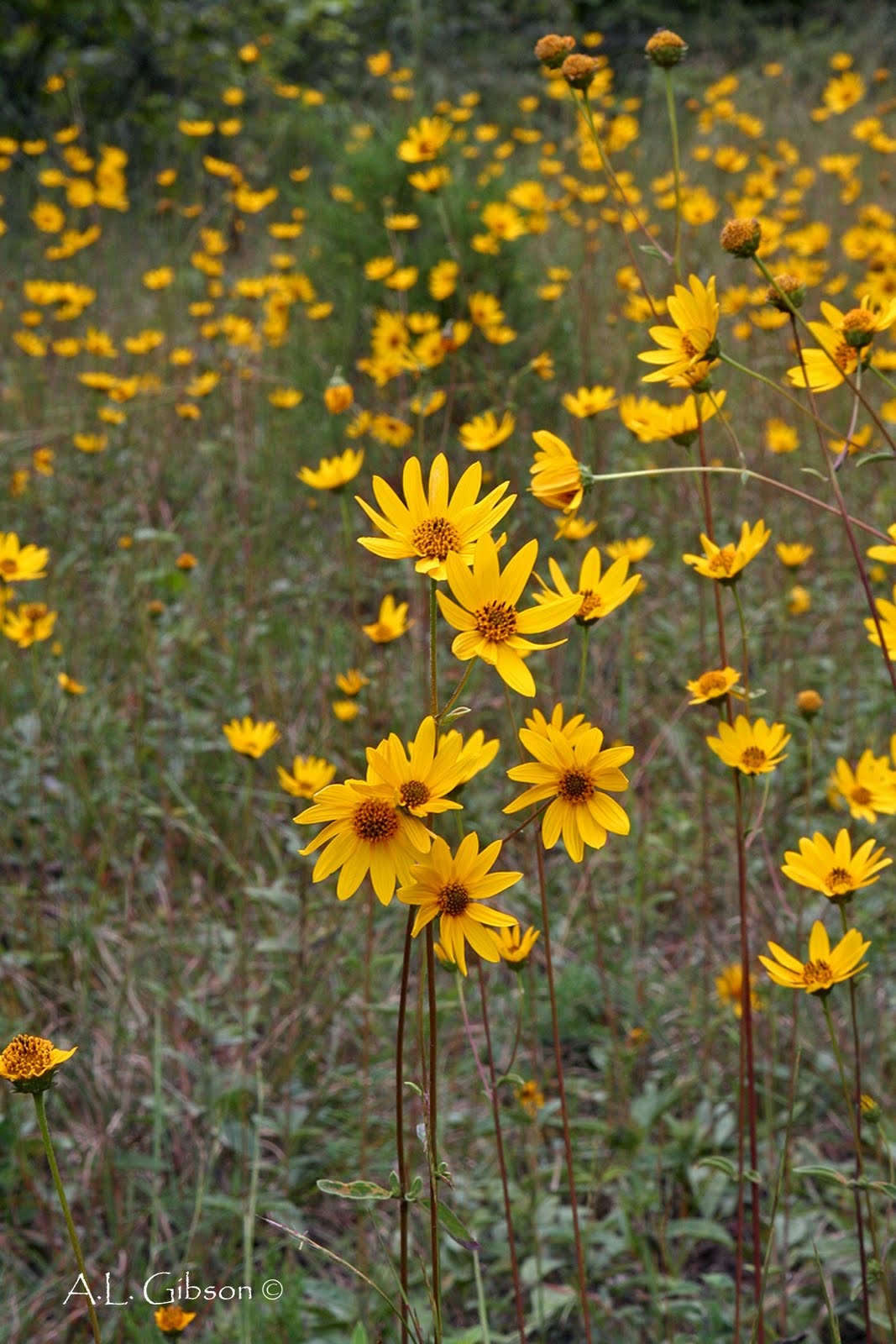 The Buckeye Botanist: Ode to Ohio's Prairies: Bluegrass Region (Part I)