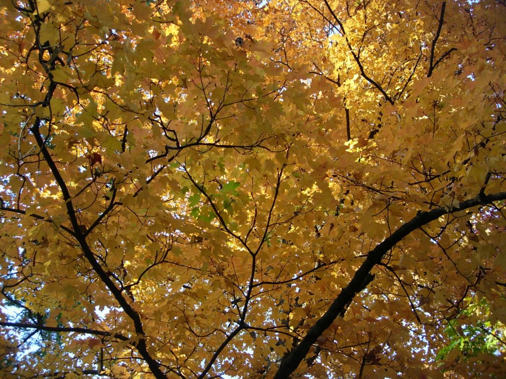 The Dilettante Photographer: Morton Arboretum - III, Chicago
