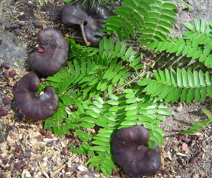 Argentina nativa: Timbó (Enterolobium contortisiliquum)
