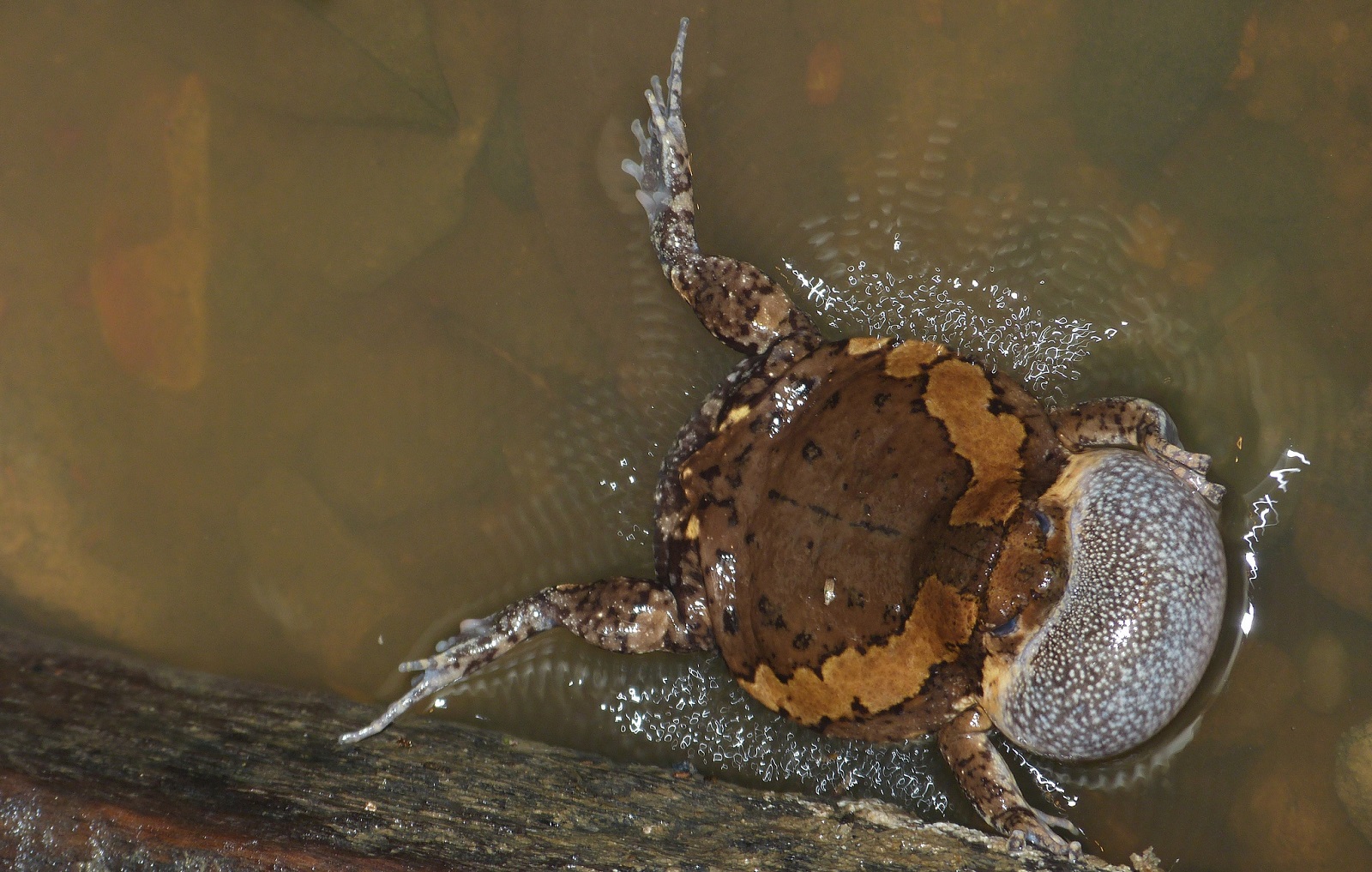 Real Monstrosities: Banded Bull Frog