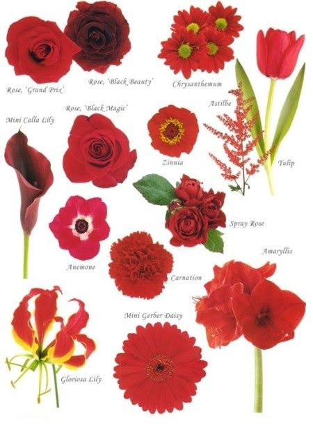 Nunta cu stil: Flori si Denumiri