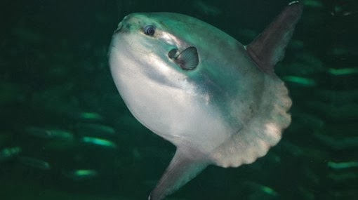 Artes de Pesca: EL PEZ LUNA