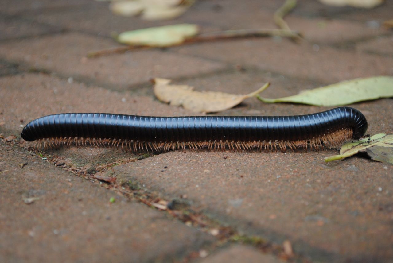 American-African Mom: Shongololo!