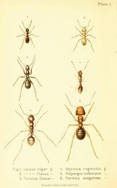 Hormigas Amarillas: Esclavismo o dulosis, el caso de Polyergus rufescens.