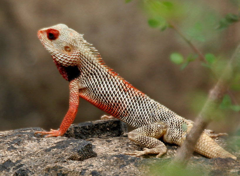 Biology of Animals: Calotes versicolor (garden lizard/girgit)