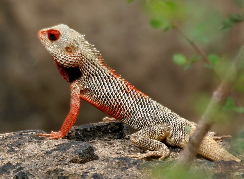 Biology of Animals: Calotes versicolor (garden lizard/girgit)