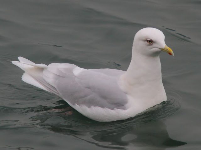 Birding Is Fun!: GULLS OF SPAIN - GAVIOTAS DE ESPAÑA