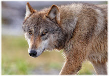 Bears at Hallo Bay: Wolf: Alaska Wolf ©CAndersonTX
