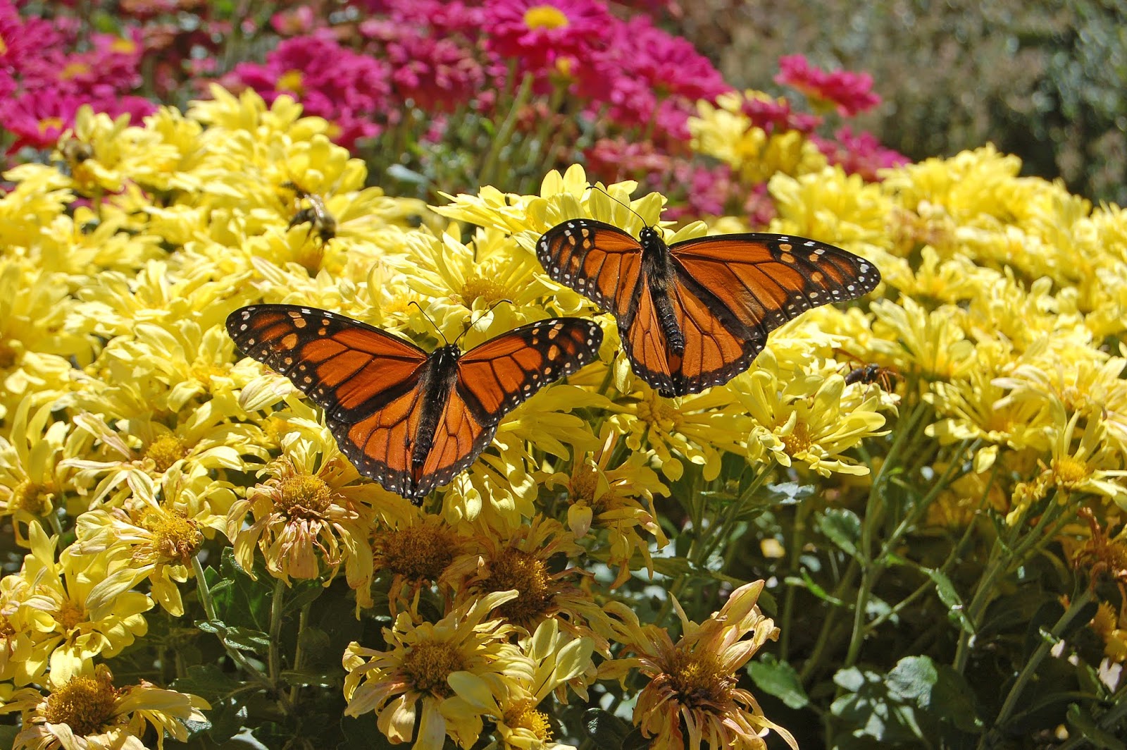 Quilts and Musings: Butterflies: Symbols of Hope