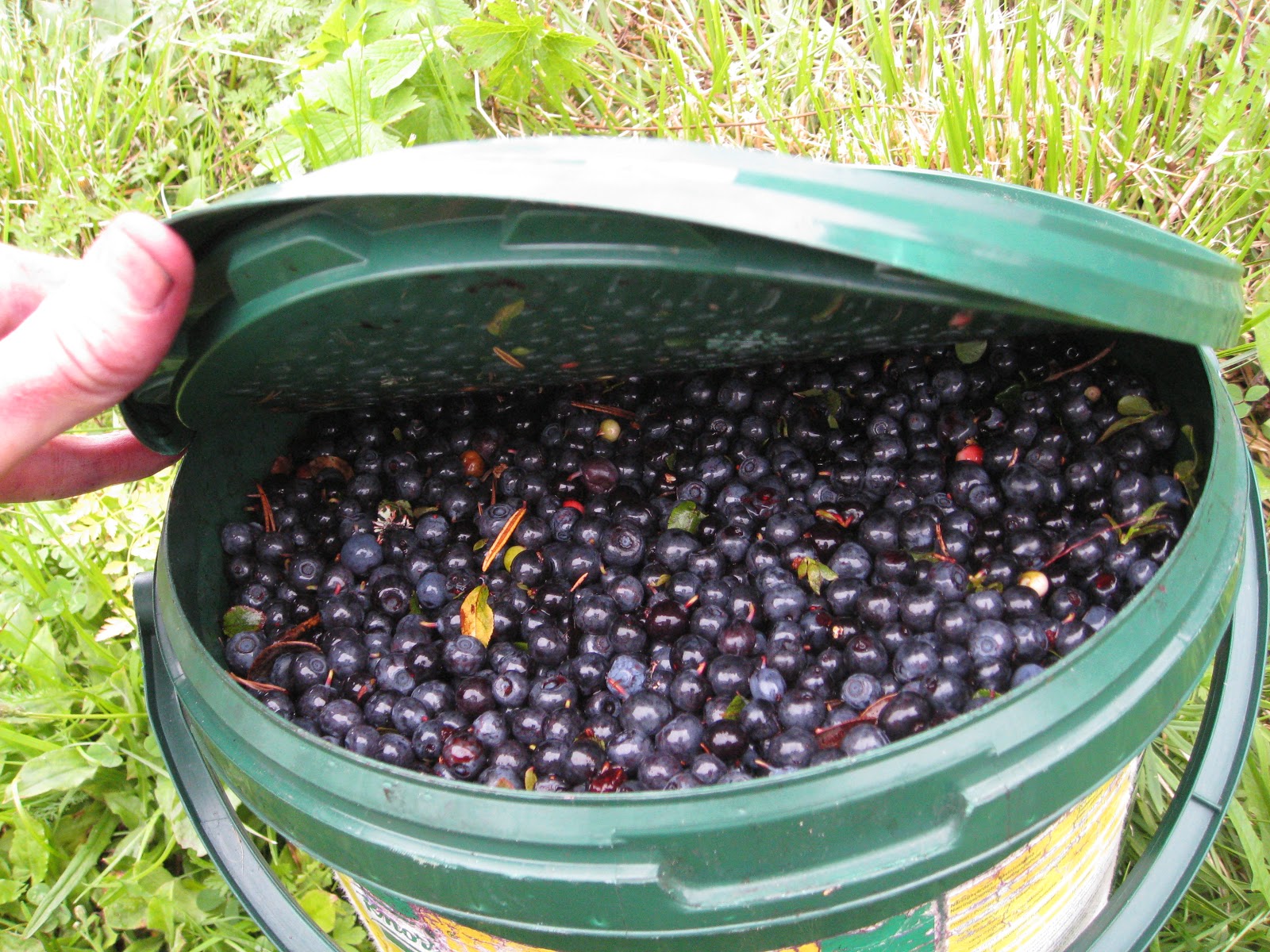 Luontoenergiaa: Suomen marjat