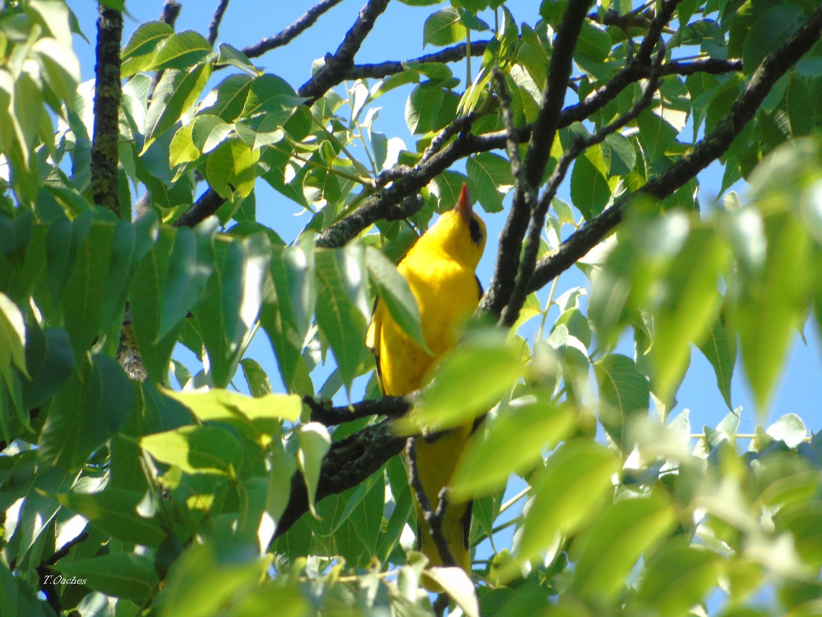 PASARI DIN ROMANIA: GRANGUR, Oriolus oriolus