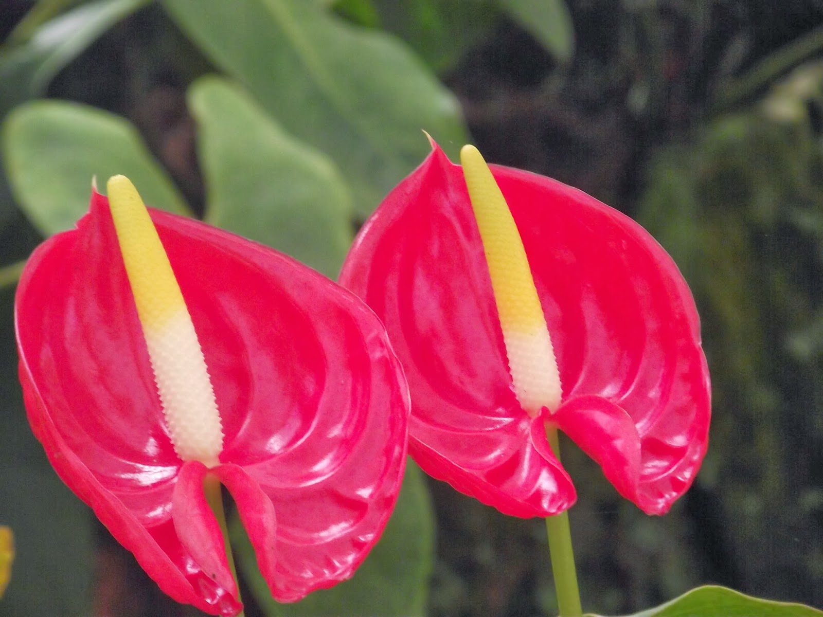 Ramvaidyblog: ANTHURIUM - A FLOWER FOR WASE PAR EXCELLENCE