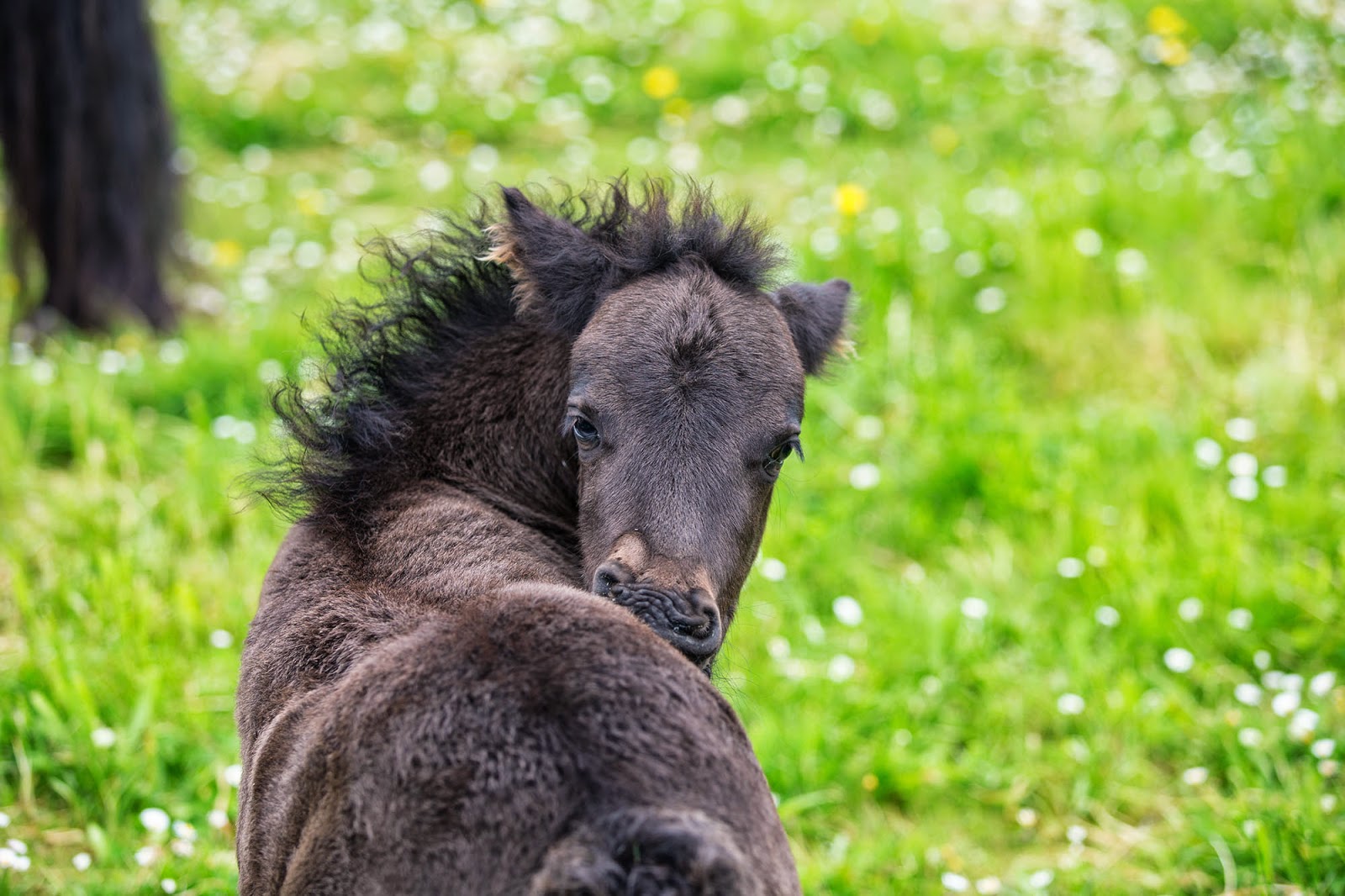 Shetland Ponies Scotland's Work Horses - Britain All Over Travel Guide