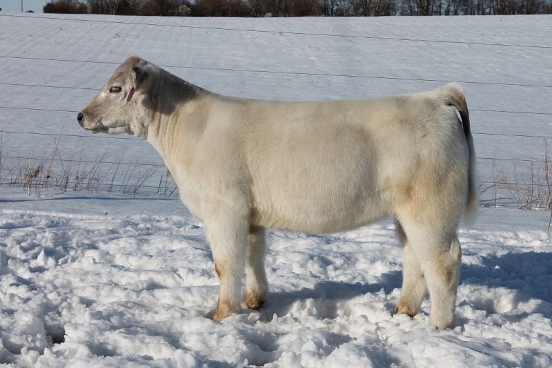 New Hope Show Cattle