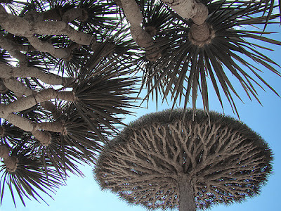 THE DRAGON BLOOD TREE |The Garden of Eaden