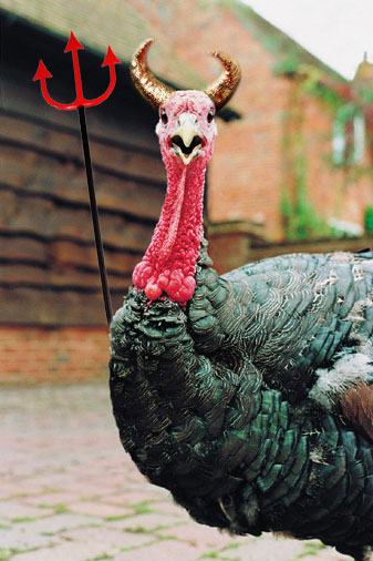 Something wicKED this way comes....: Happy Thanksgiving! Time for some ...