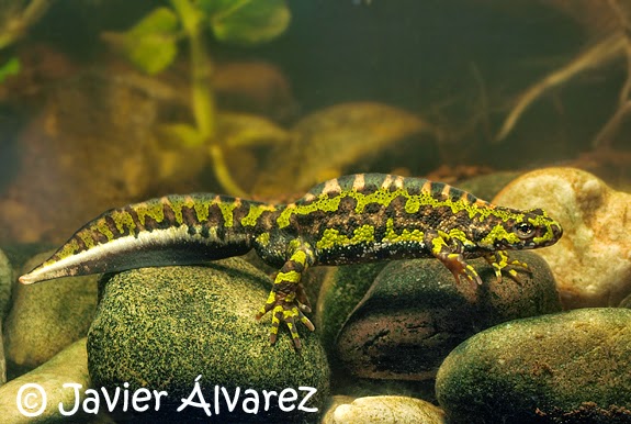 Anfibios y Reptiles de La Rioja: Identificación de tritones