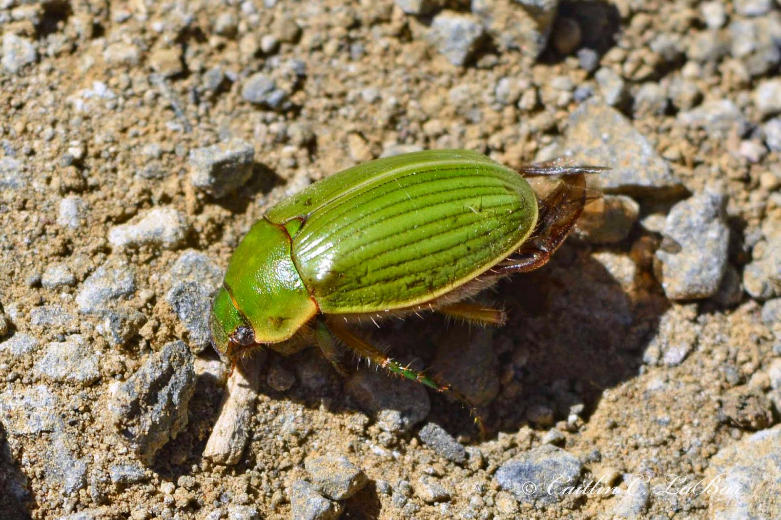 Northwest Butterflies: New Zealand, part 2 - Insects