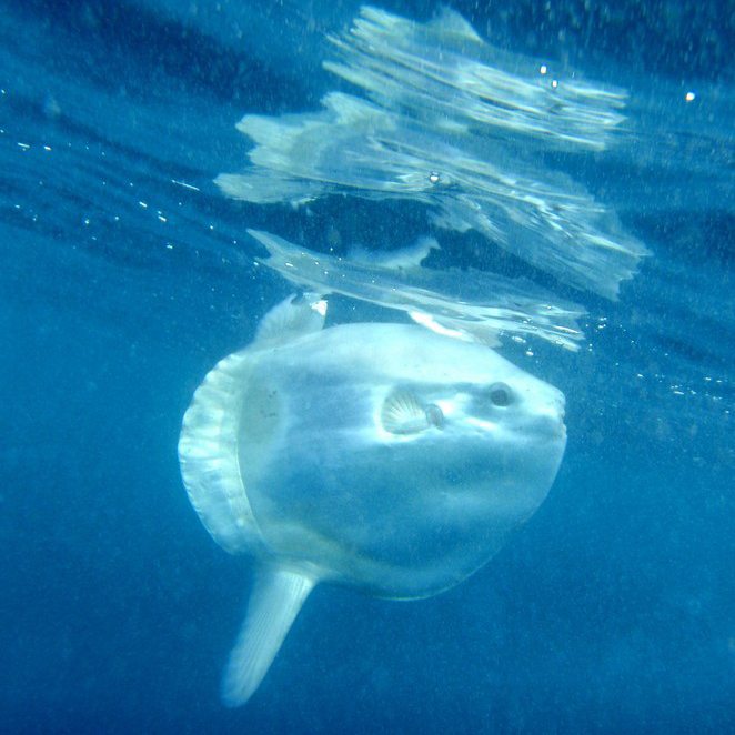 veinte mil leguas: El pez luna