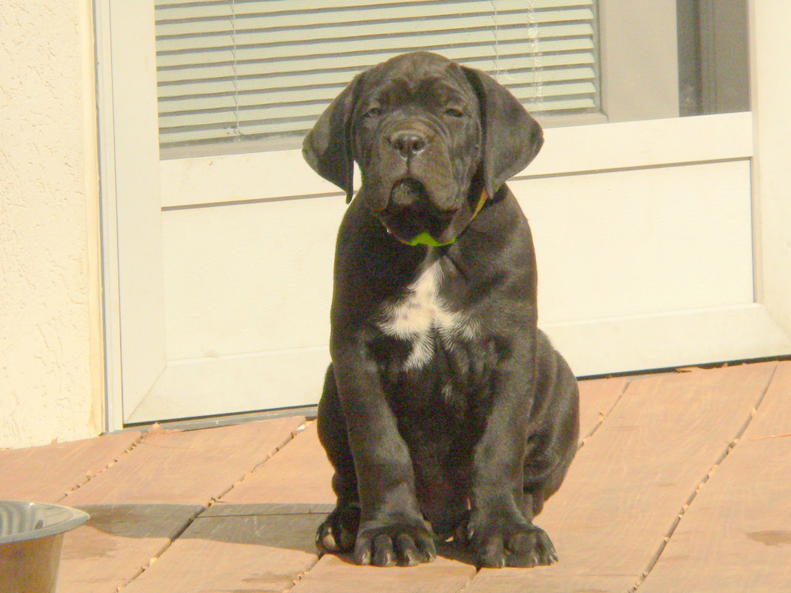 Black Pearl Cane Corso News: Zarina X Saggio puppies are 8 weeks old!