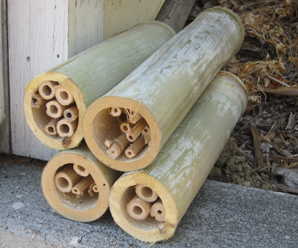 How to Make a Native Bee Nesting Box | Root Simple