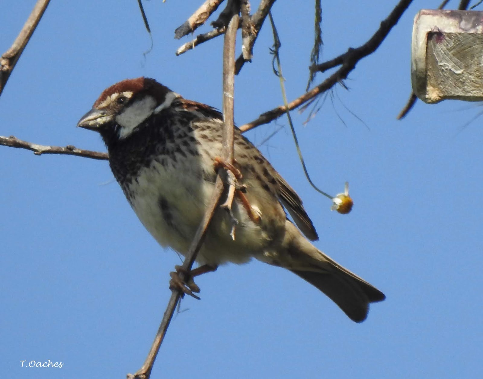 PASARI DIN ROMANIA: VRABIE NEGRICIOASA, Passer hispaniolensis