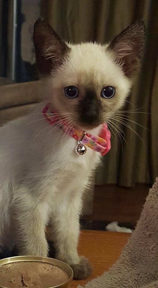 +20 Cute Siamese Cats and Kittens Pictures - Bayne Cats