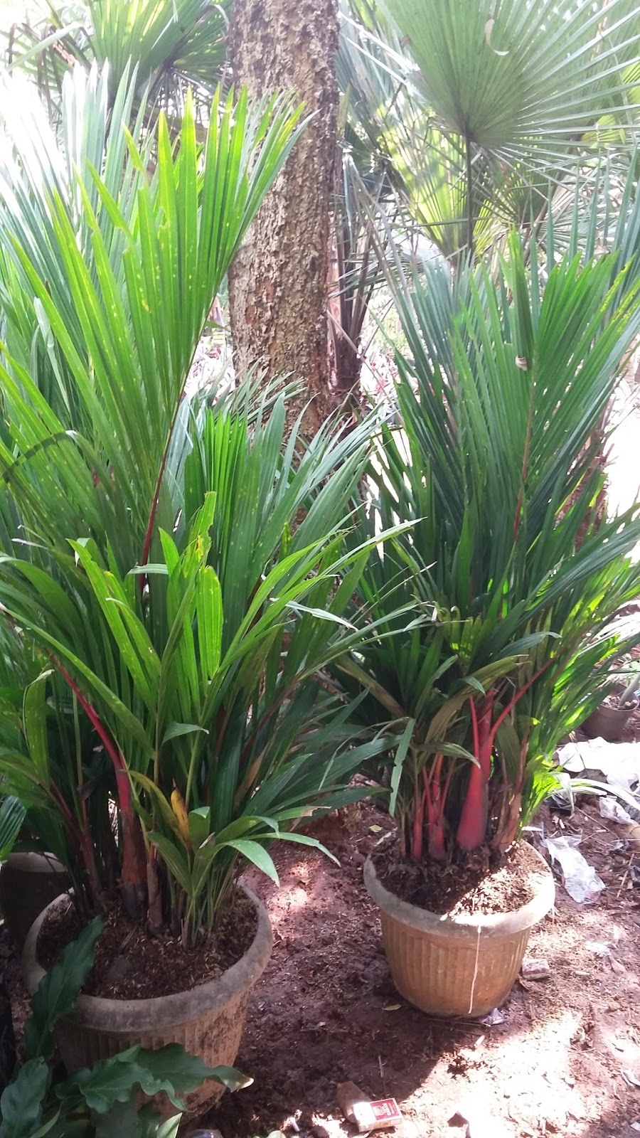 Menjual berbagai jenis pohon palm ~ Flora Nada Group | Taman Bambu hias ...