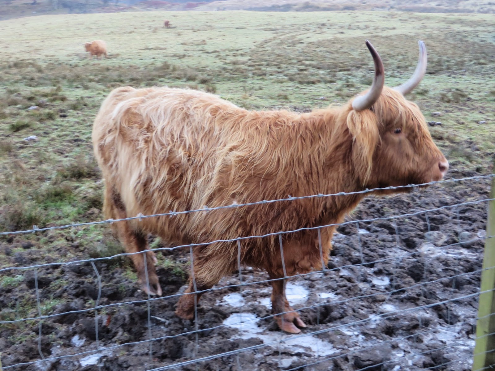 Erin's Ever After: The Hairy Coo "Free" Tour || Scotland | Travel Diary