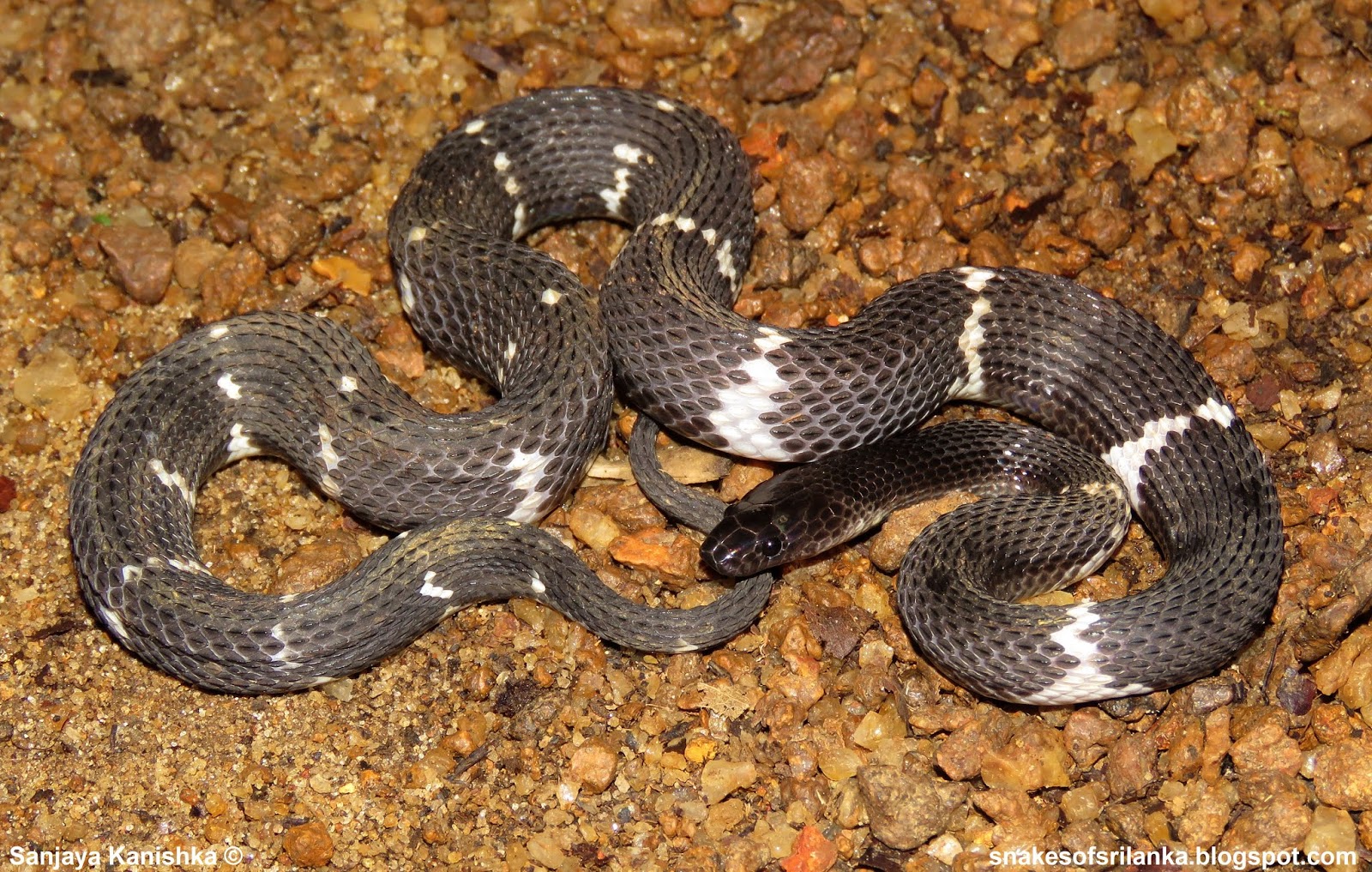 Sri Lankan Wolf Snake/දාර රදනකයා (Lycodon carinatus-Kuhl,1820)