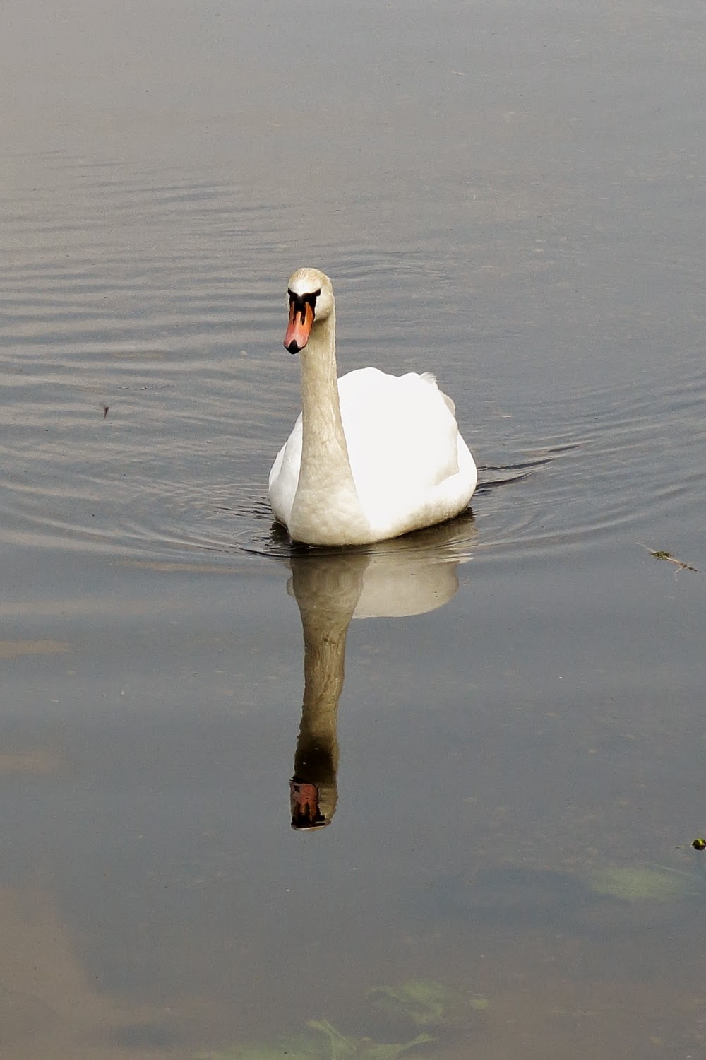 Norman & Norma - A Swan Love Story