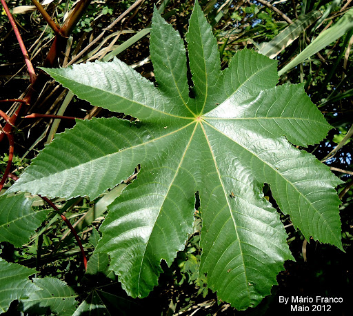 MAMONA - ( Ricinus communis ) - Meu Cantinho Verde