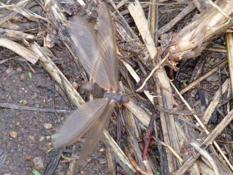 Safari Ecology: The role of termites in the savanna biome