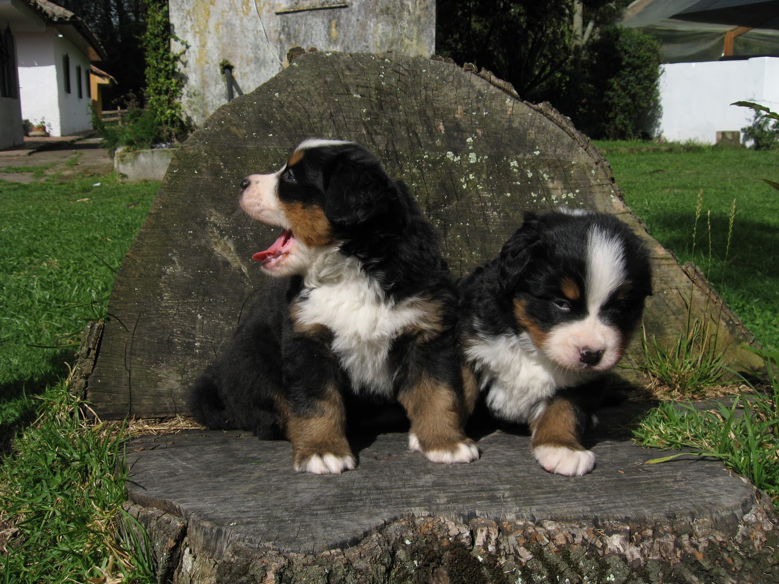 PERROS PASTOR BERNES