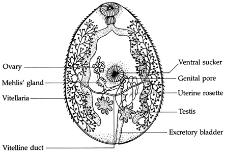Lecture Notes in Medical Technology: Lecture #7b: THE LUNG FLUKES