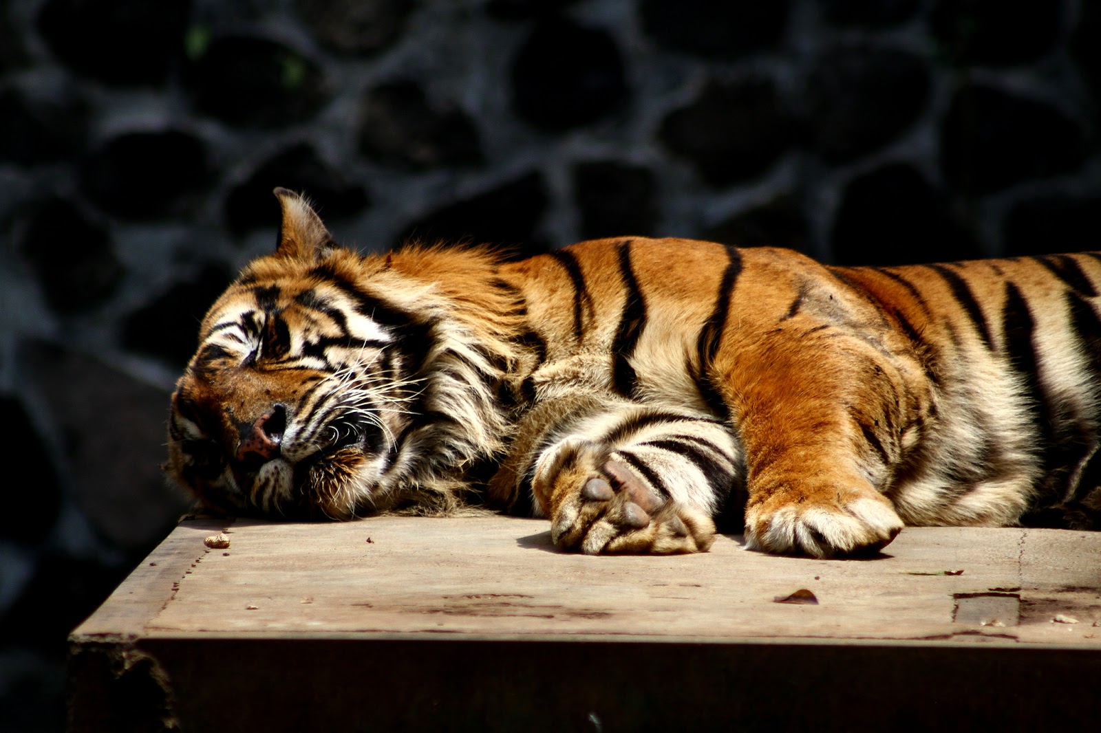 Tempat Wisata Hewan Bandung