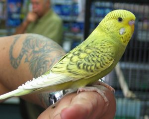 BIRD'S INFORMATION : The Beautiful Spangle Budgie