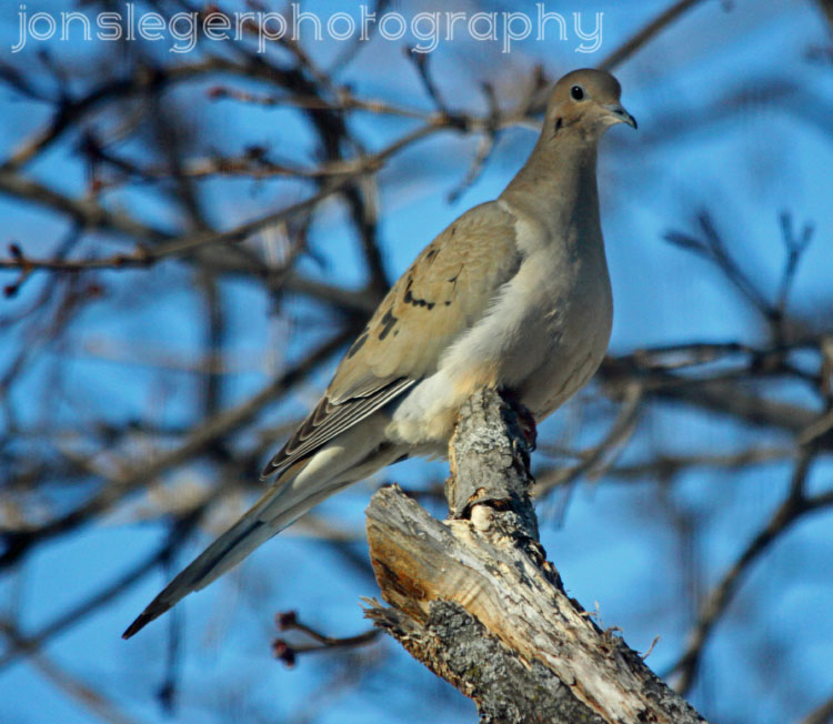 Northern Illinois Birder: 1st pics of Winter birds of 2012 in Northern ...