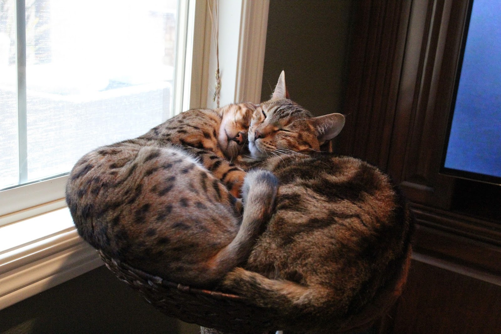 Funny cats - part 209 (40 pics + 10 gifs) | Amazing Creatures