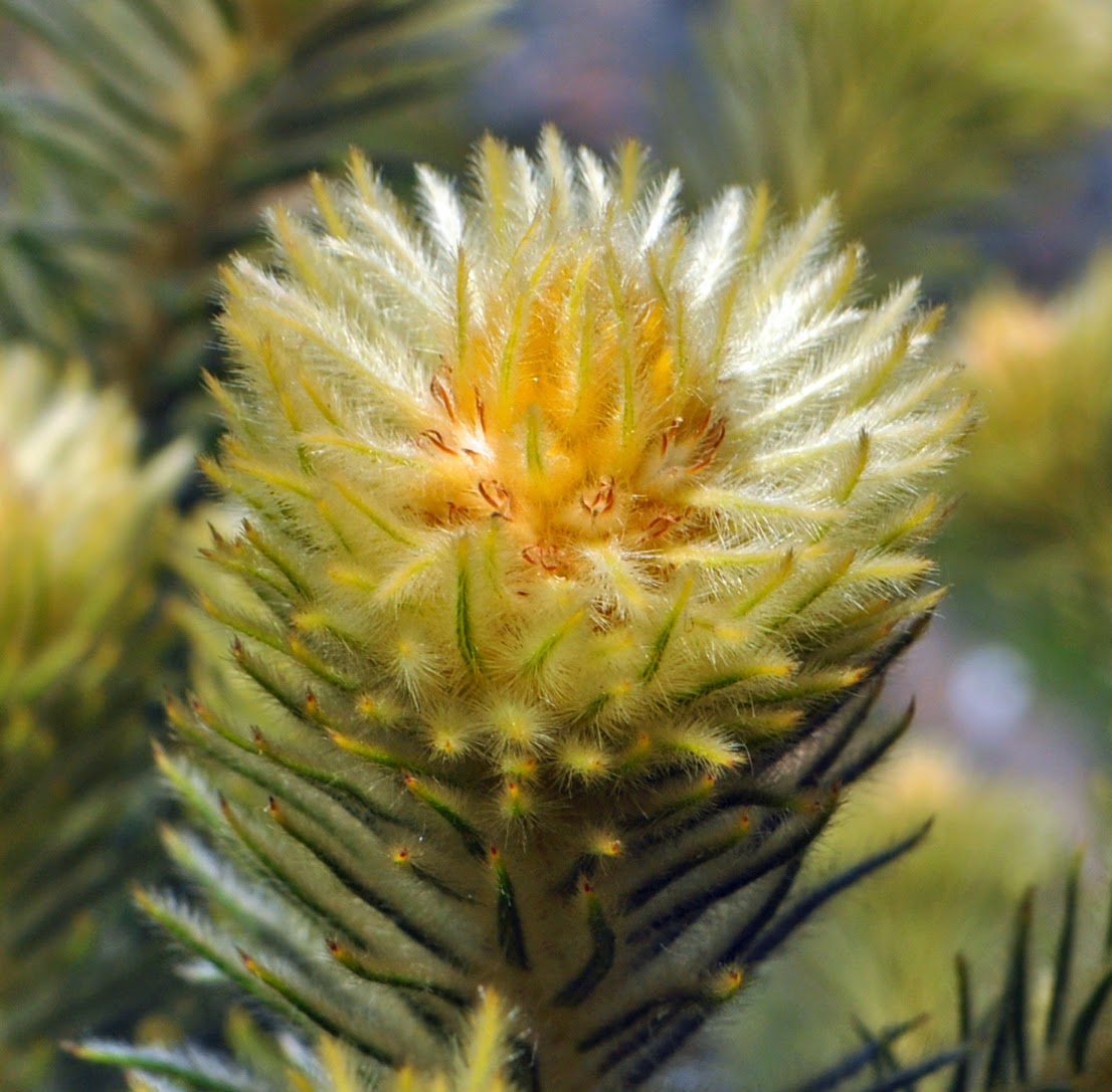 A Passion for Flowers: Phylica Pubescens – Featherhead