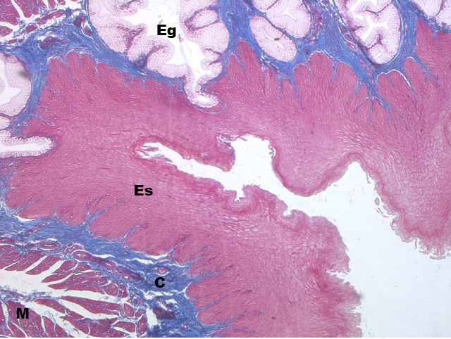 Manual interactivo de tejido epitelial: CUATRO TEJIDOS BÁSICOS EN ...