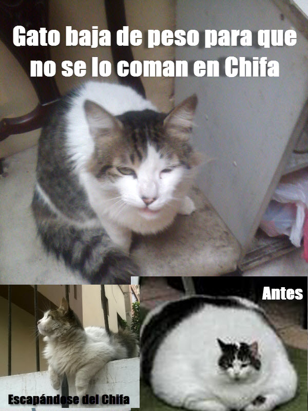 Mundo Loco: Gato baja de peso para escaparse de Chifa